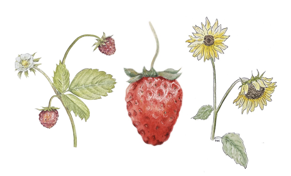 Watercolor Botanical Painting with Sarah Crossman - Carriage Barn Arts ...